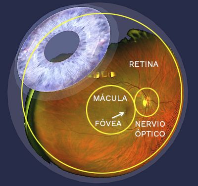 Estructura De Las Imágenes De La Retina