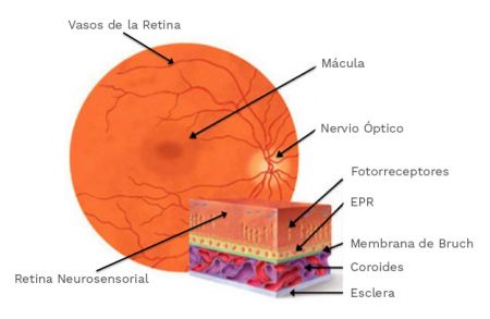 Anatomía De Las Capas De La Retina