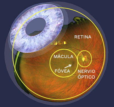 Anatomía de la Retina